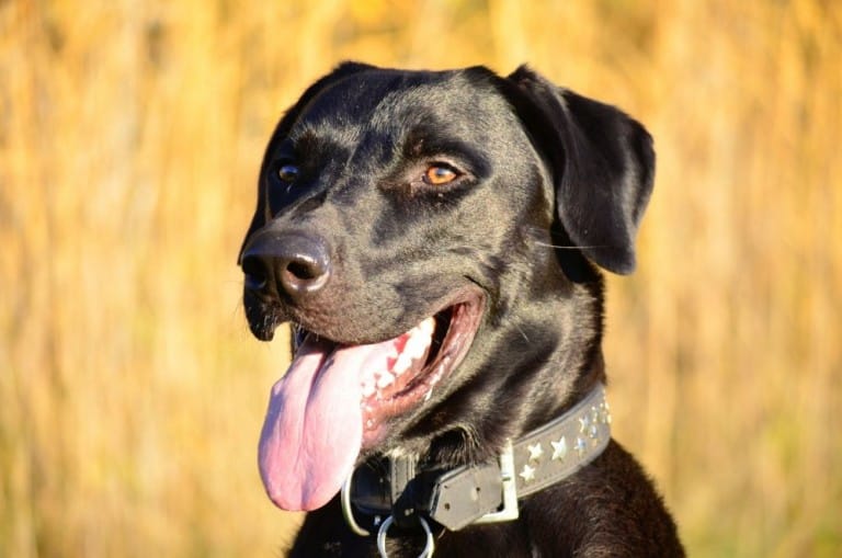 Rhodesian Ridgeback Mix/Mischling - RhodesianRidgeback.de