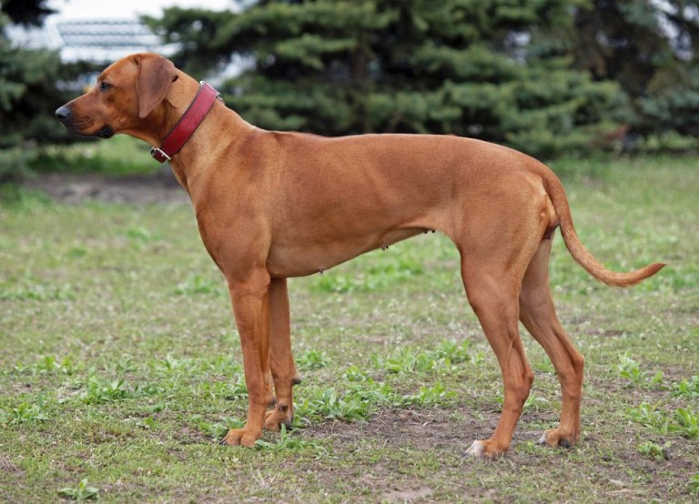Rhodesian Ridgeback Charakter und Wesen - RhodesianRidgeback.de