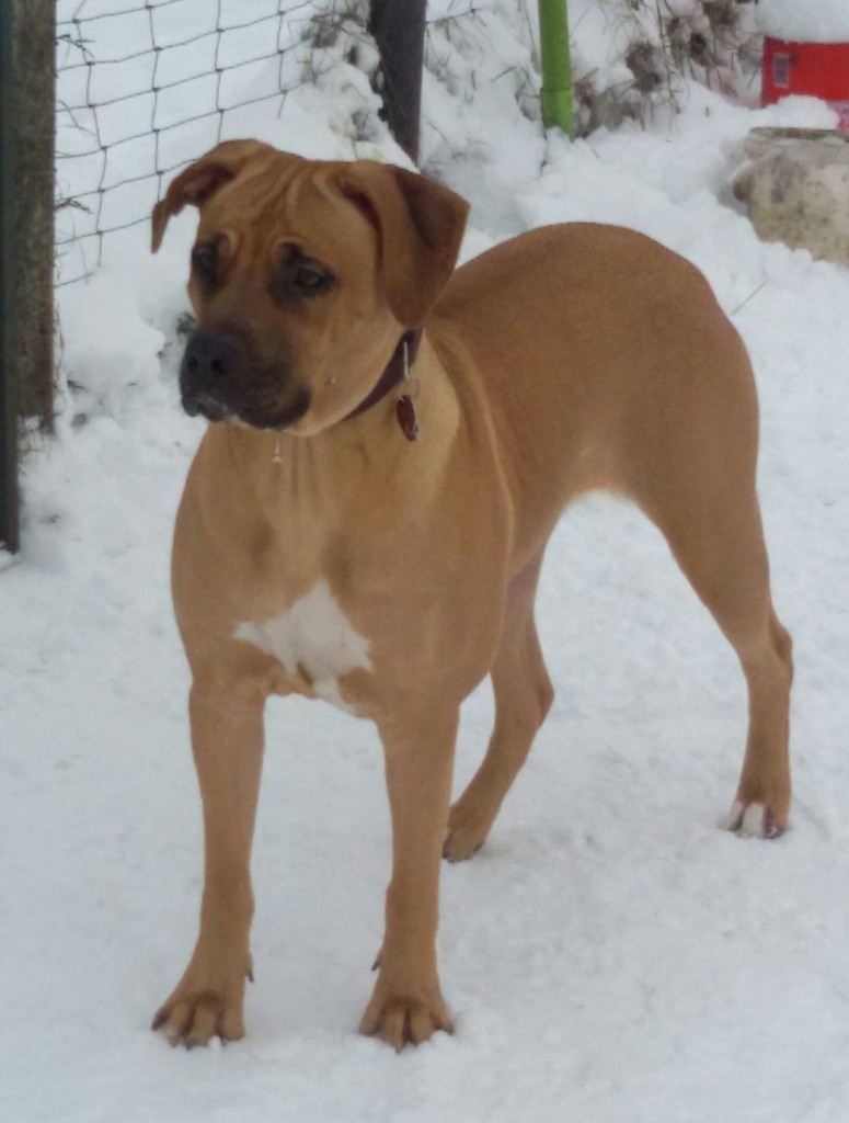 Rhodesian Ridgeback Mix/Mischling - RhodesianRidgeback.de