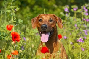 Rhodesian Ridgeback Charakter und Wesen - RhodesianRidgeback.de