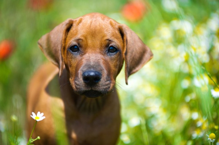 Rhodesian Ridgeback Welpen - RhodesianRidgeback.de