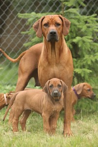 Seriöse Rhodesian Ridgeback Züchter finden - RhodesianRidgeback.de
