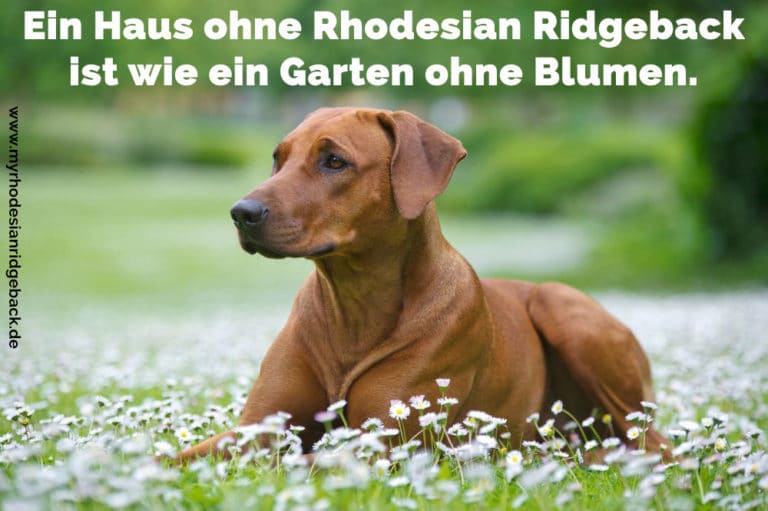 Rhodesian Ridgeback Zitate und Sprüche - RhodesianRidgeback.de