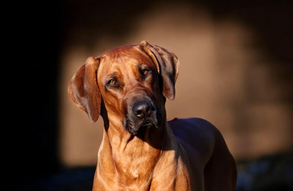 Rhodesian Ridgeback Welpen - RhodesianRidgeback.de