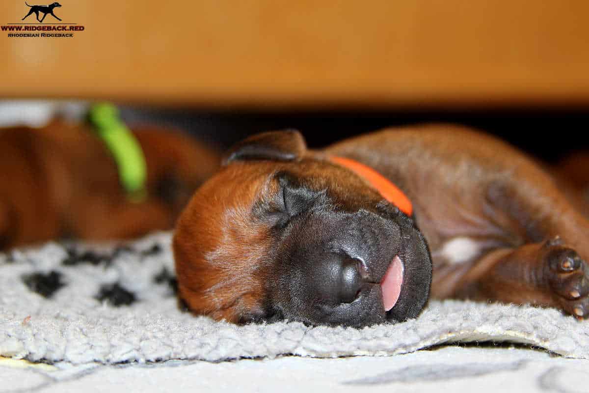 Anzeigen - RhodesianRidgeback.de