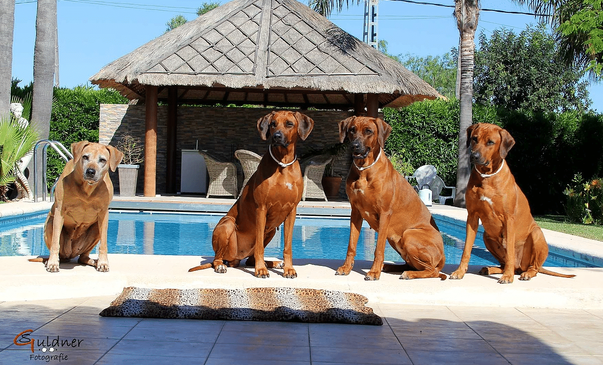 Anzeigen - RhodesianRidgeback.de