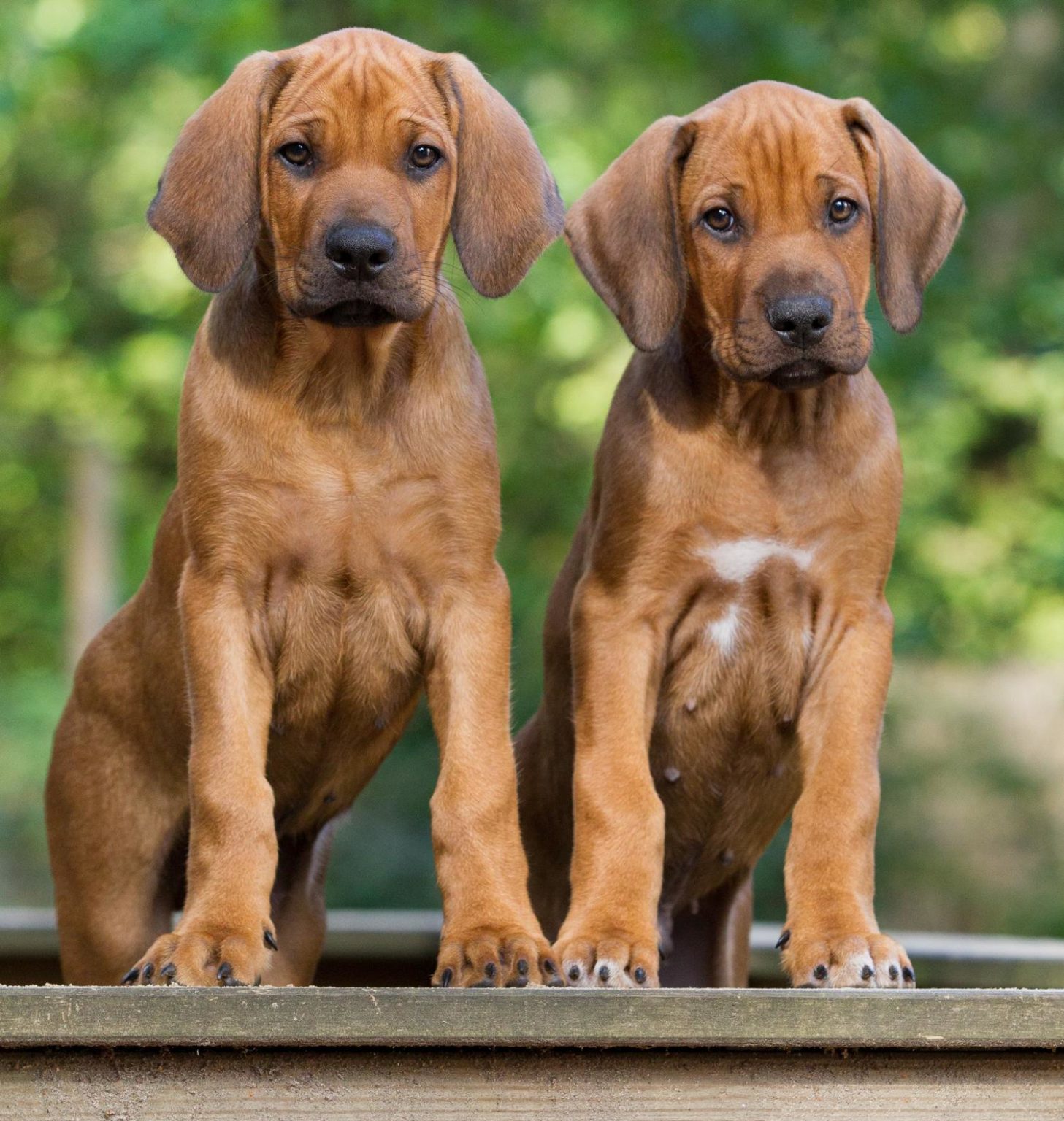 Seriöse Rhodesian Ridgeback Züchter finden - RhodesianRidgeback.de