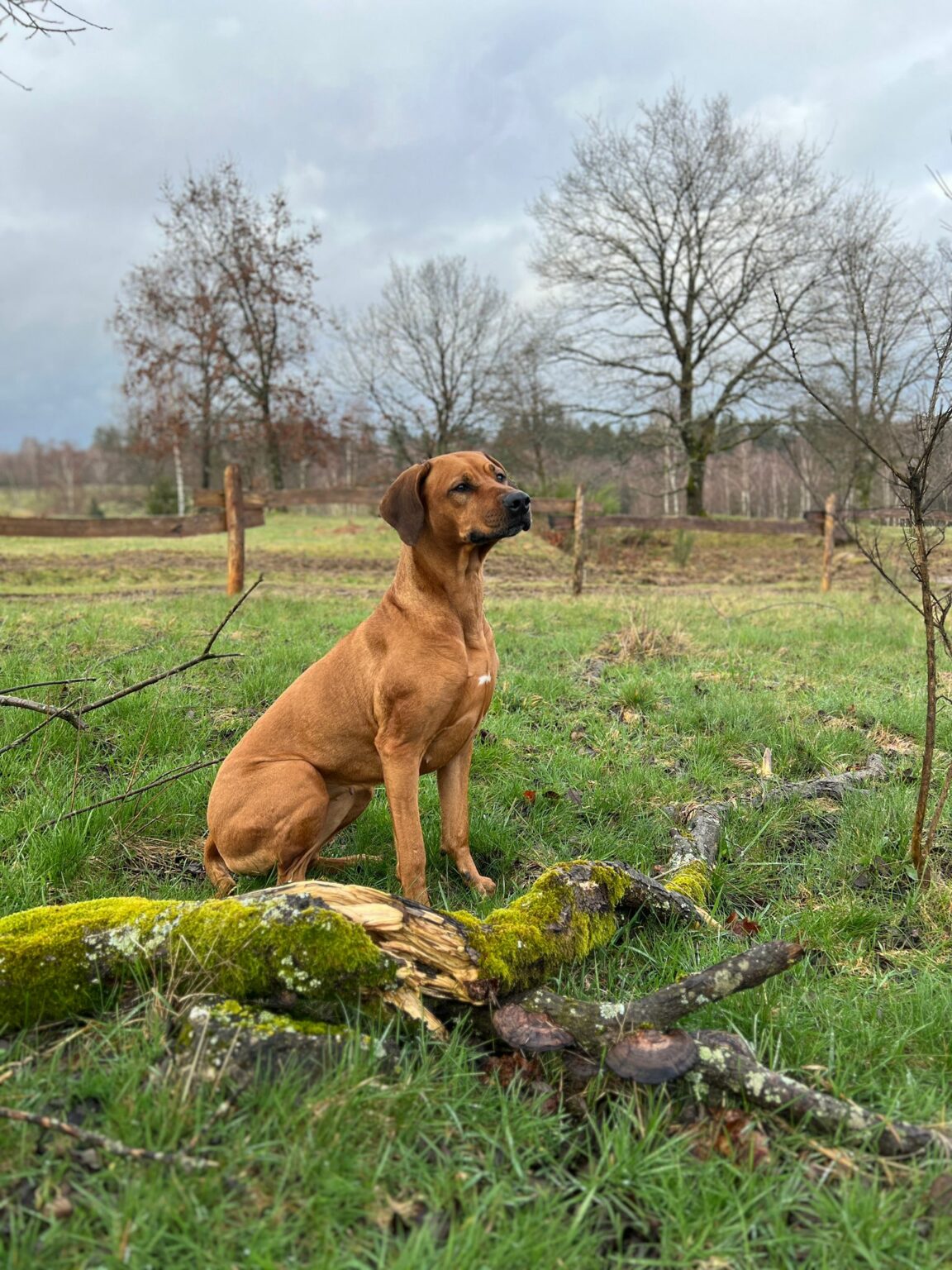 Rhodesian Ridgeback Welpen - RhodesianRidgeback.de